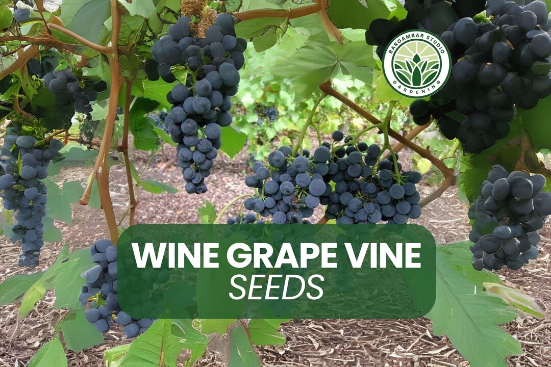 Wine Grape Vine Seeds for Planting – 50 Seeds – Vining Fruit Plant ...