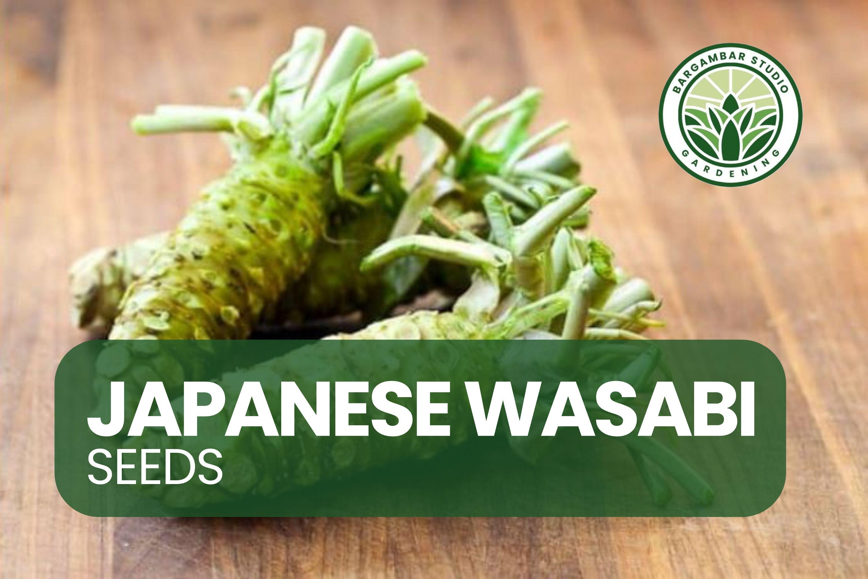 5 Japanese Wasabi Seeds – Wasabia Japonica – Grow Authentic Wasabi at ...