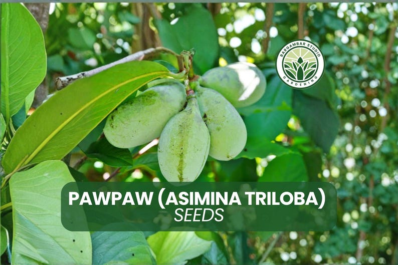 Pawpaw Tree Seedlings (asimina Triloba) | Native Fruit Tree - 5 Live ...