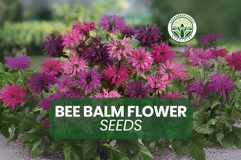 50 Bee Balm Flower Seeds: Monarda Didyma - Mixed Colors, Pollinator ...