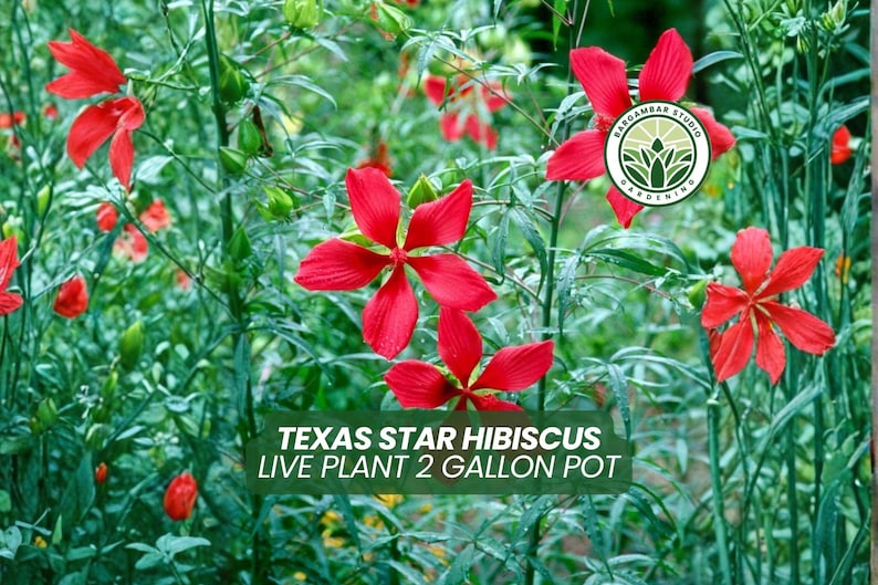 Texas Star Hibiscus Live Plant | Large Red Flowers, Hardy Perennial ...
