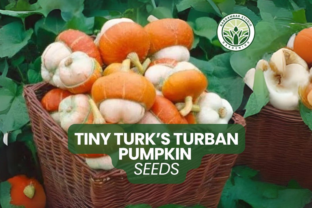 Turk's Turban Pumpkin Seeds: 5 Heirloom Mini Squash - Etsy