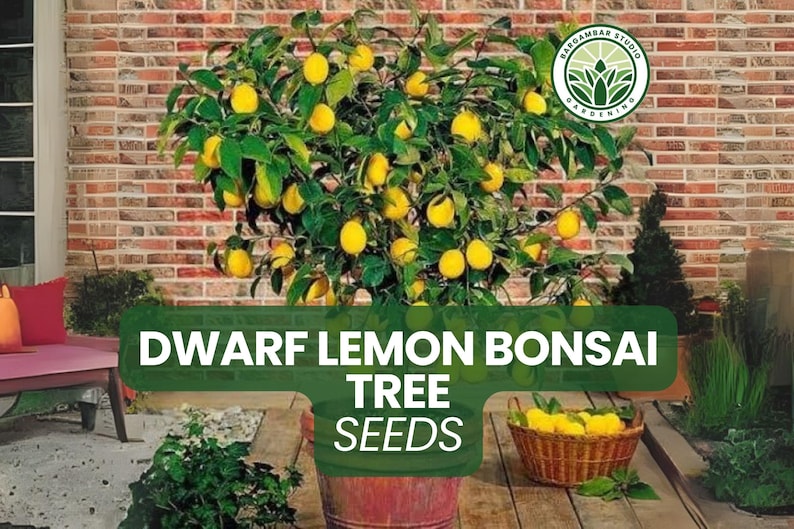 Dwarf Lemon Bonsai Tree Seeds: Indoor/outdoor Citrus Plants (30+ Seeds ...