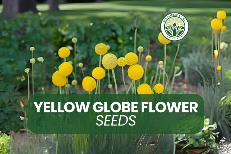 50 Yellow Globe Flower Seeds – Trollius Europaeus – Bright Buttercup ...