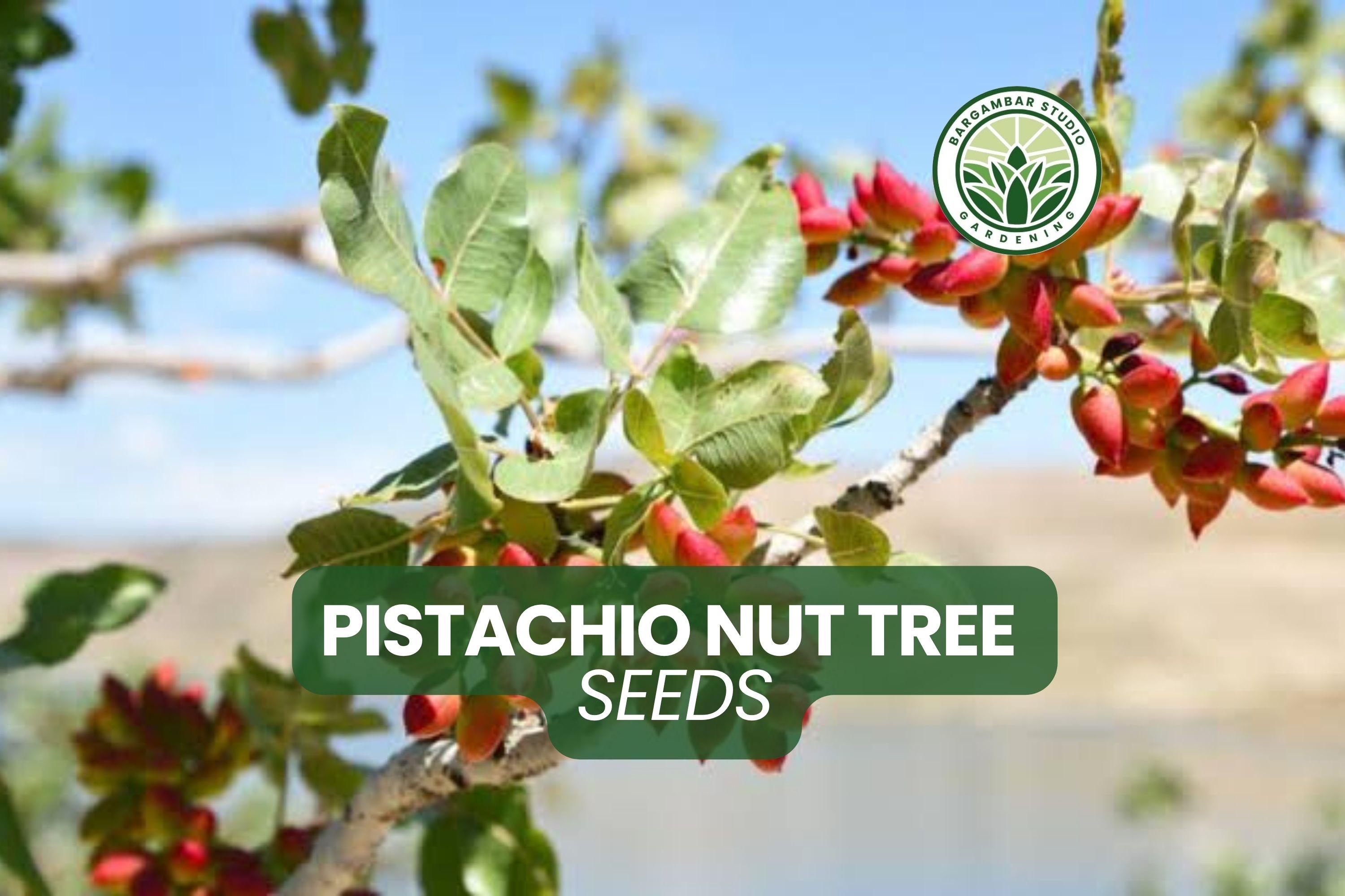 Pistachio Tree Seeds: Drought-tolerant Pistacia Vera - Non-gmo - Etsy