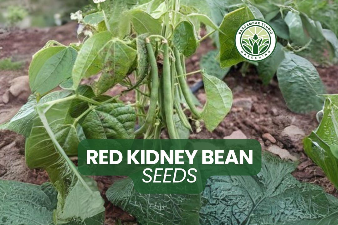 30 Red Kidney Bean Seeds for Planting – Phaseolus Vulgaris Heirloom ...