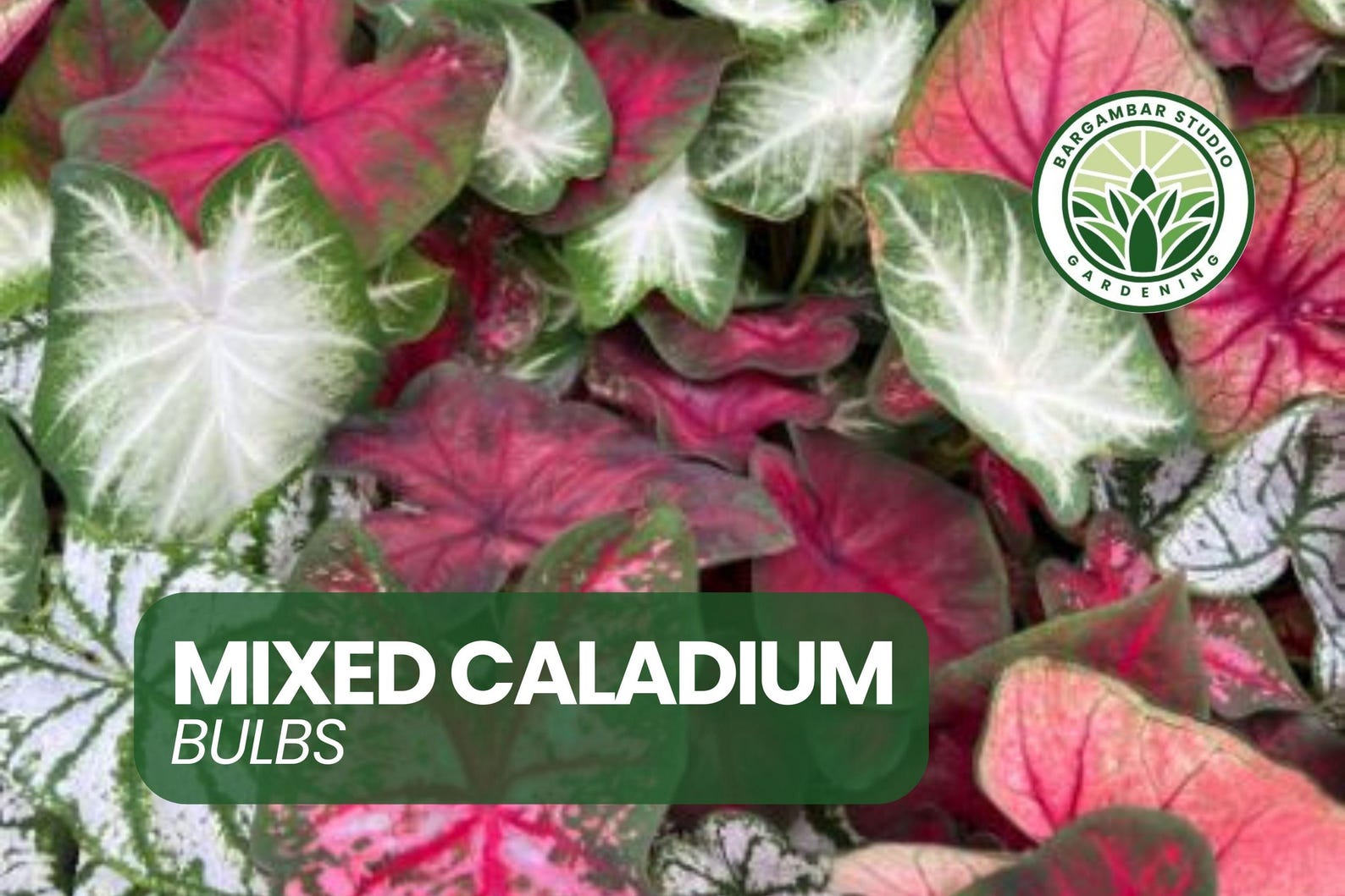 10 Mixed Caladium Bulbs – Colorful Foliage – Ideal for Shade Gardens ...