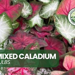 10 Mixed Caladium Bulbs – Colorful Foliage – Ideal for Shade Gardens ...
