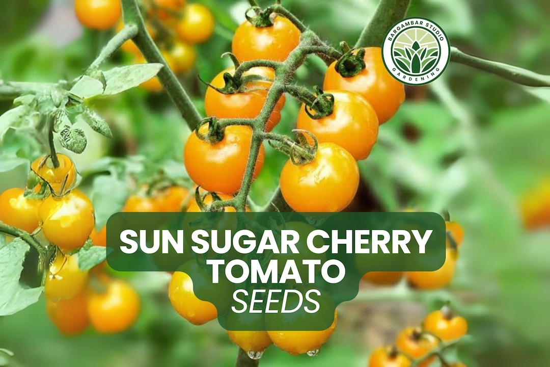 Sun Sugar Cherry Tomato Seeds: Sweet Golden-orange Variety - 10 Seeds ...