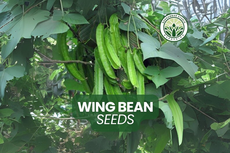 20 Wing Bean Seeds: Tropical Climbing Vegetable Vine - Etsy