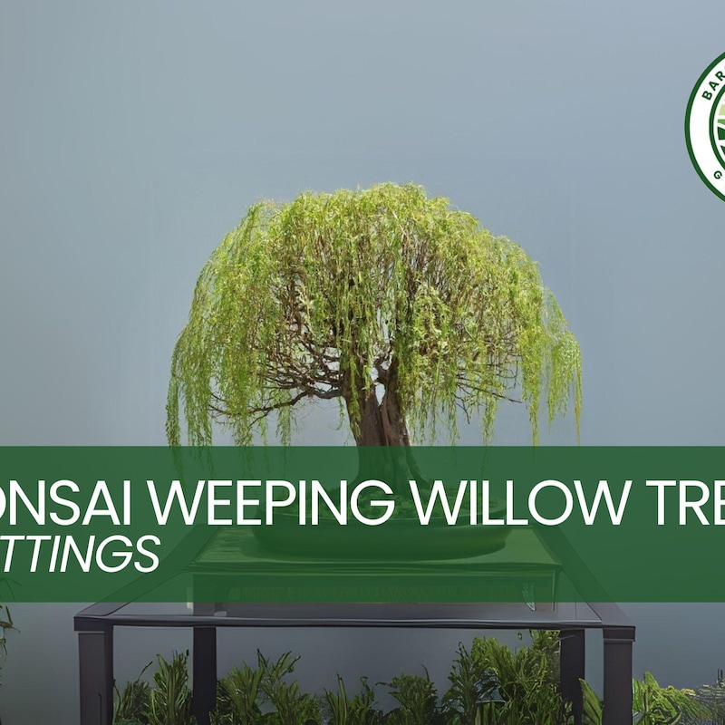 Willow Bonsai Tree - Etsy