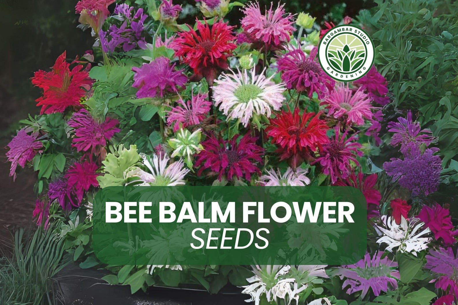 50 Bee Balm Flower Seeds: Monarda Didyma - Mixed Colors, Pollinator ...