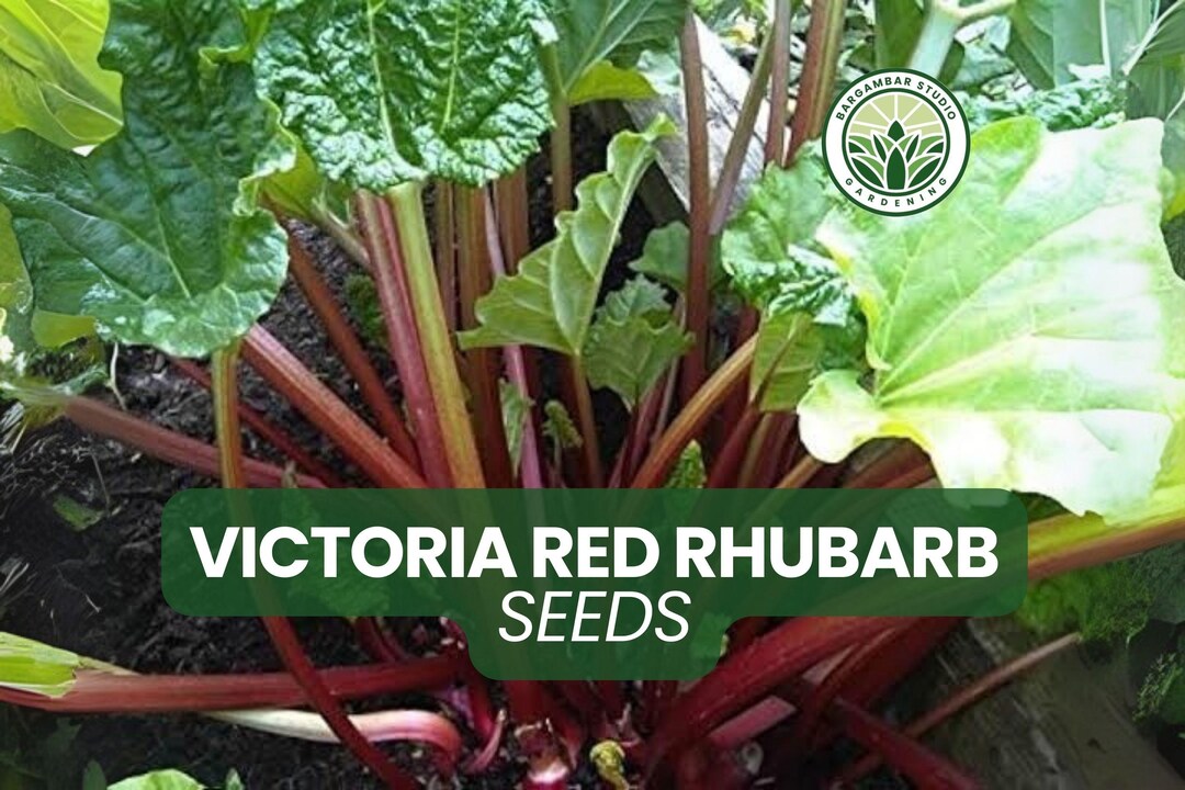 Victoria Red Rhubarb Seeds: Hardy Perennial, Deep Red Stalks - Etsy