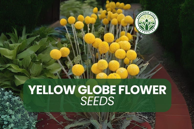 50 Yellow Globe Flower Seeds – Trollius Europaeus – Bright Buttercup ...