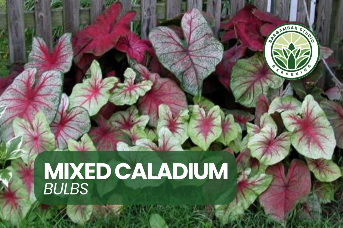 10 Mixed Caladium Bulbs – Colorful Foliage – Ideal for Shade Gardens ...