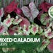 10 Mixed Caladium Bulbs – Colorful Foliage – Ideal for Shade Gardens ...