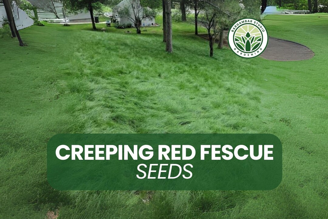 1,000 Creeping Red Fescue Seeds – Fine Lawn Grass for Shade & Sun – Low ...