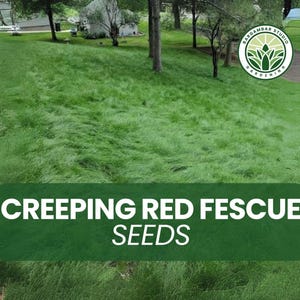 1,000 Creeping Red Fescue Seeds – Fine Lawn Grass for Shade & Sun – Low ...