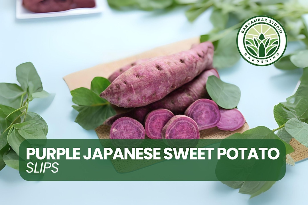 3 Purple Japanese Sweet Potato Slips - Etsy