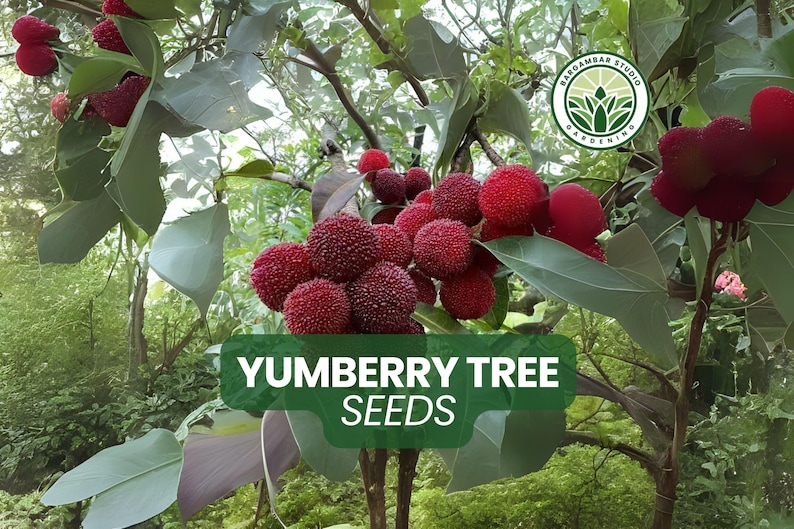 10 Yumberry Tree Seeds: Myrica Rubra - Sweet-tart Fruit - Etsy