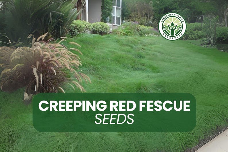1,000 Creeping Red Fescue Seeds – Fine Lawn Grass for Shade & Sun – Low ...