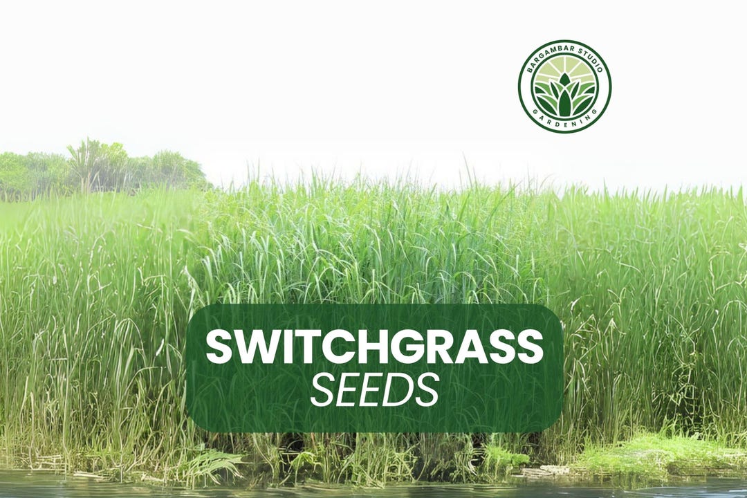 1,000 Switchgrass Seeds – Panicum Virgatum – Native Perennial Grass ...