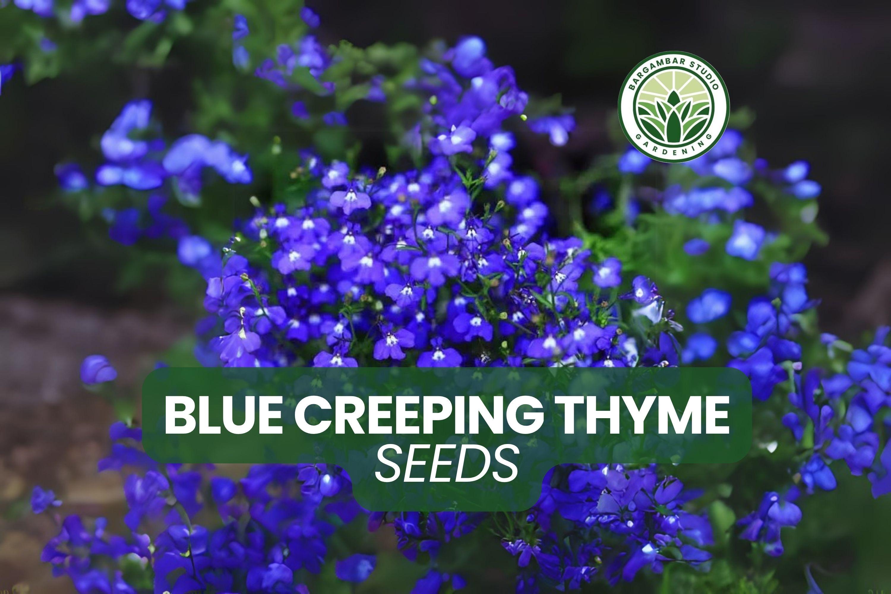250 Blue Creeping Thyme Seeds – Thymus Serpyllum – Ground Cover ...