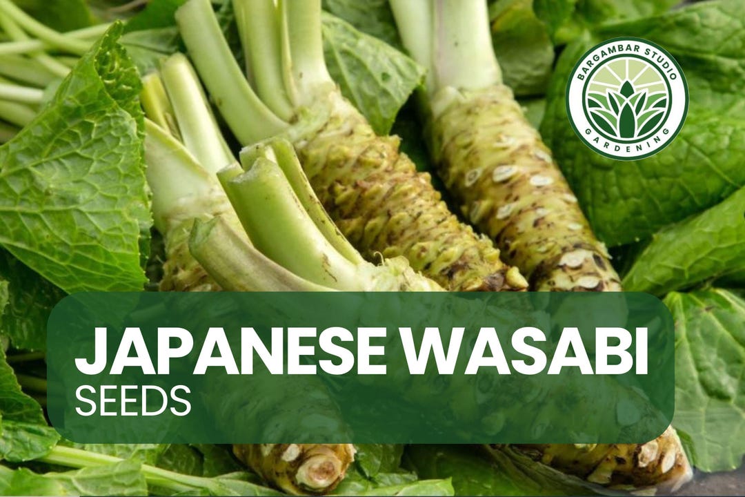 5 Japanese Wasabi Seeds – Wasabia Japonica – Grow Authentic Wasabi at Home – Shade-loving ...