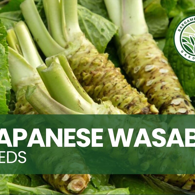 Wasabi - Etsy