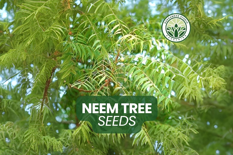 10 Neem Tree Seeds – Azadirachta Indica Seeds for Planting, Hardy ...