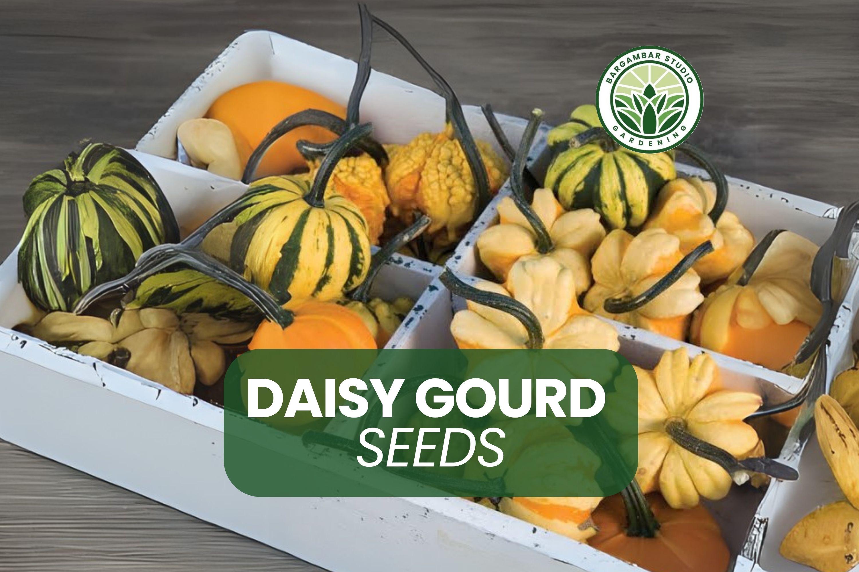 Daisy Gourd Edible