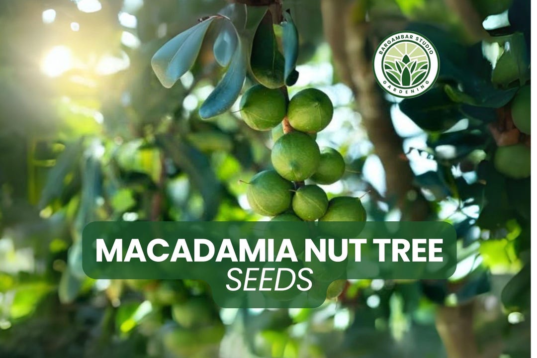 Macadamia Nut Tree Seeds – 5 Non-gmo Seeds - Etsy