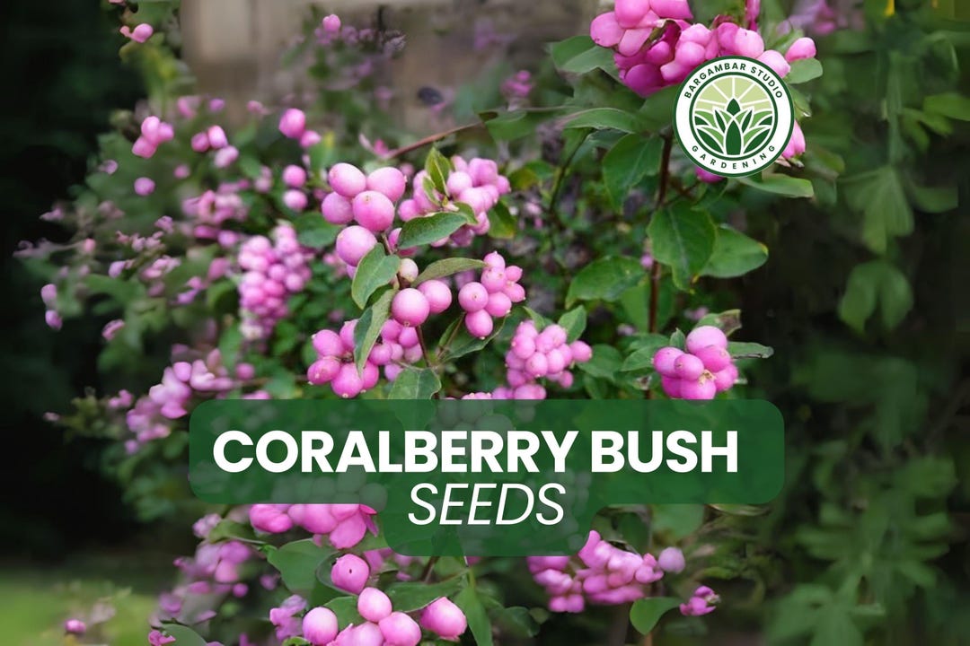 30 Coralberry Bush Seeds: Symphoricarpos Orbiculatus - Red Berries - Etsy