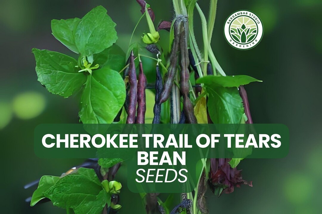 Cherokee Trail of Tears Bean Seeds: Heirloom Purple Pole Bean - Etsy
