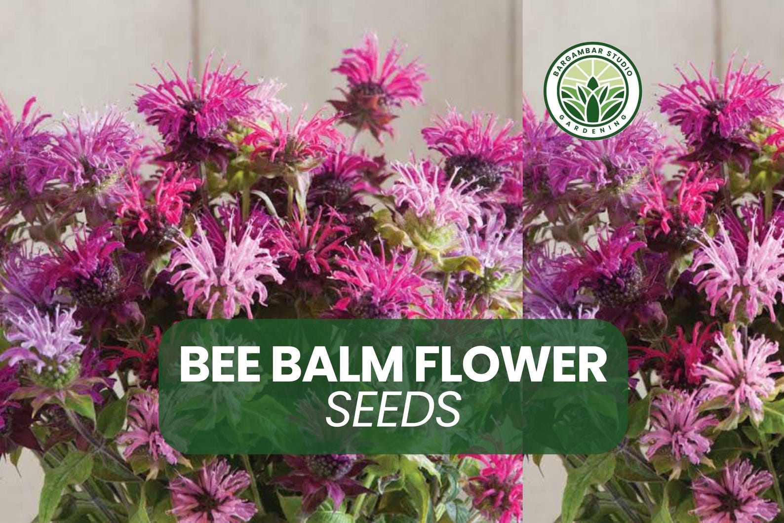 50 Bee Balm Flower Seeds: Monarda Didyma - Mixed Colors, Pollinator ...