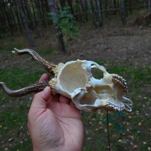 CURLY Antlers Roe Deer Skull European Roe Deer capreolus Capreolus Real ...