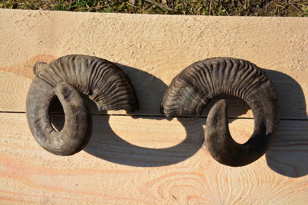 Pair of Ram Horns Real and Natural Horns Matching Set of Ram Horns ...