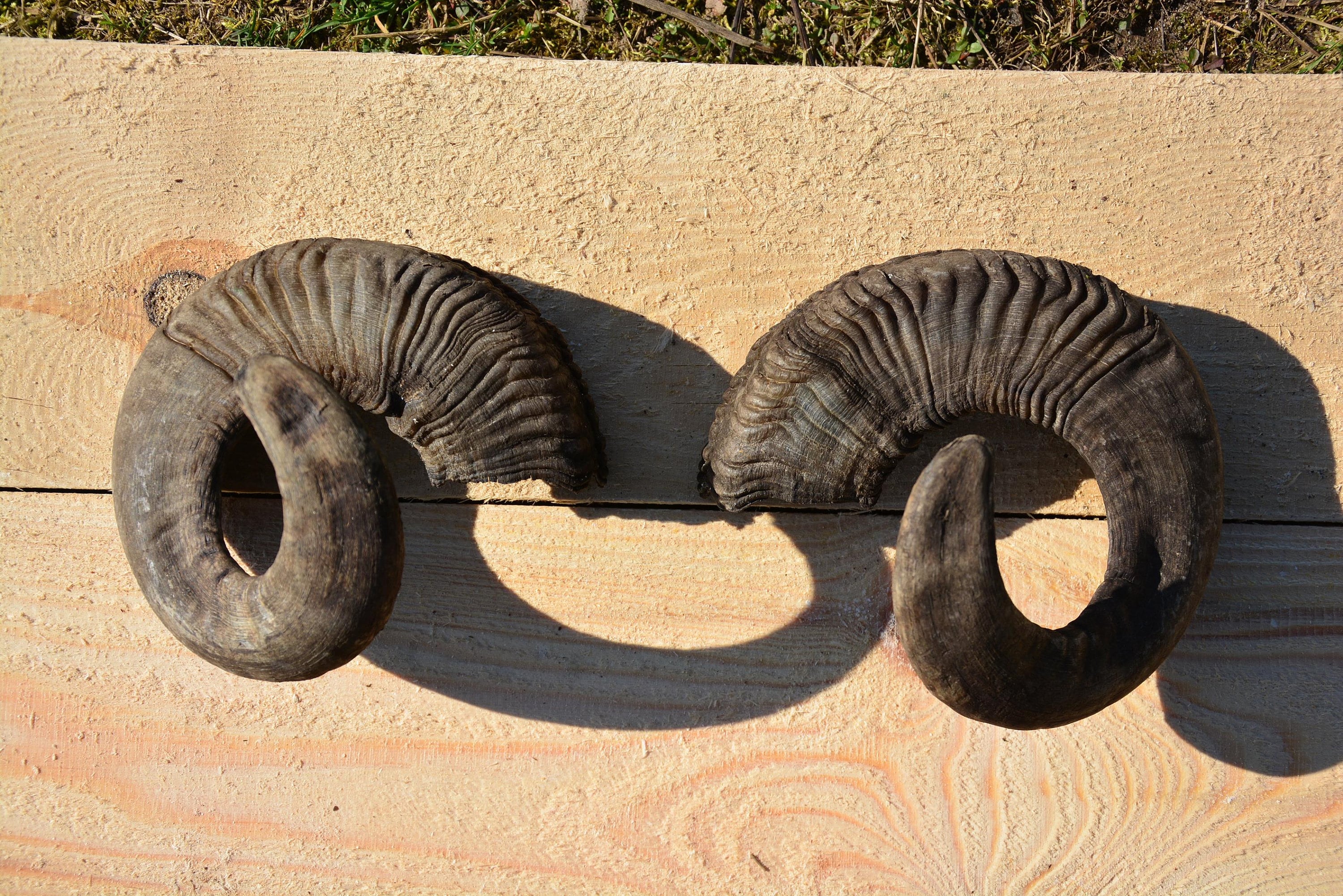 Pair of Ram Horns Real and Natural Horns Matching Set of Ram Horns ...