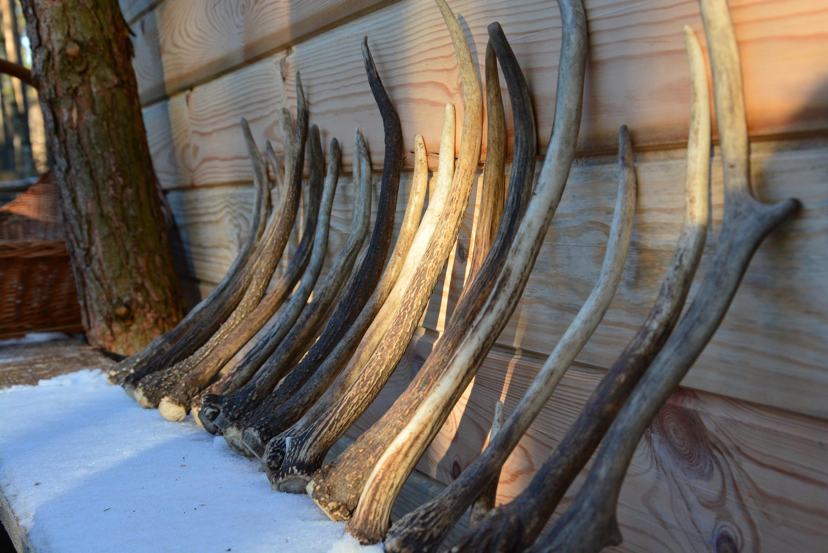 Random UNICORN HORN! (red Deer Single Point Antler) Cervus Elaphus ...