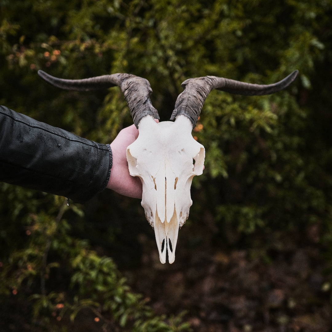 Goat Skull With Horns Real Domestic Goat capra Hircus Skull Decoration ...