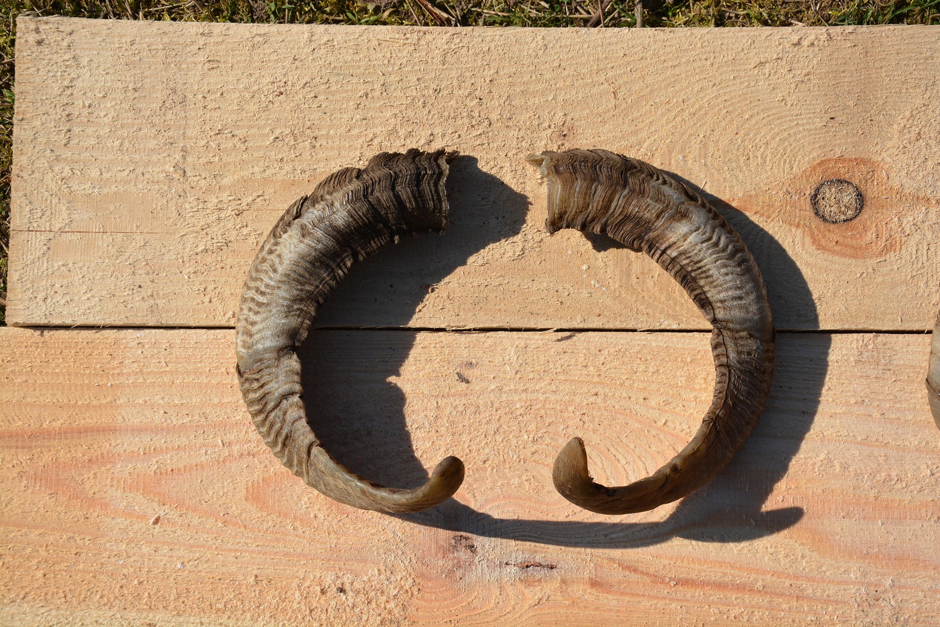 Pair of Ram Horns Real and Natural Horns Matching Set of Ram Horns ...