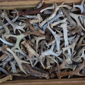 Random White Roe Deer Antler (capreolus Capreolus) European Species ...