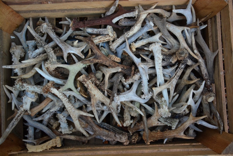 Random White Roe Deer Antler capreolus Capreolus European Species ...