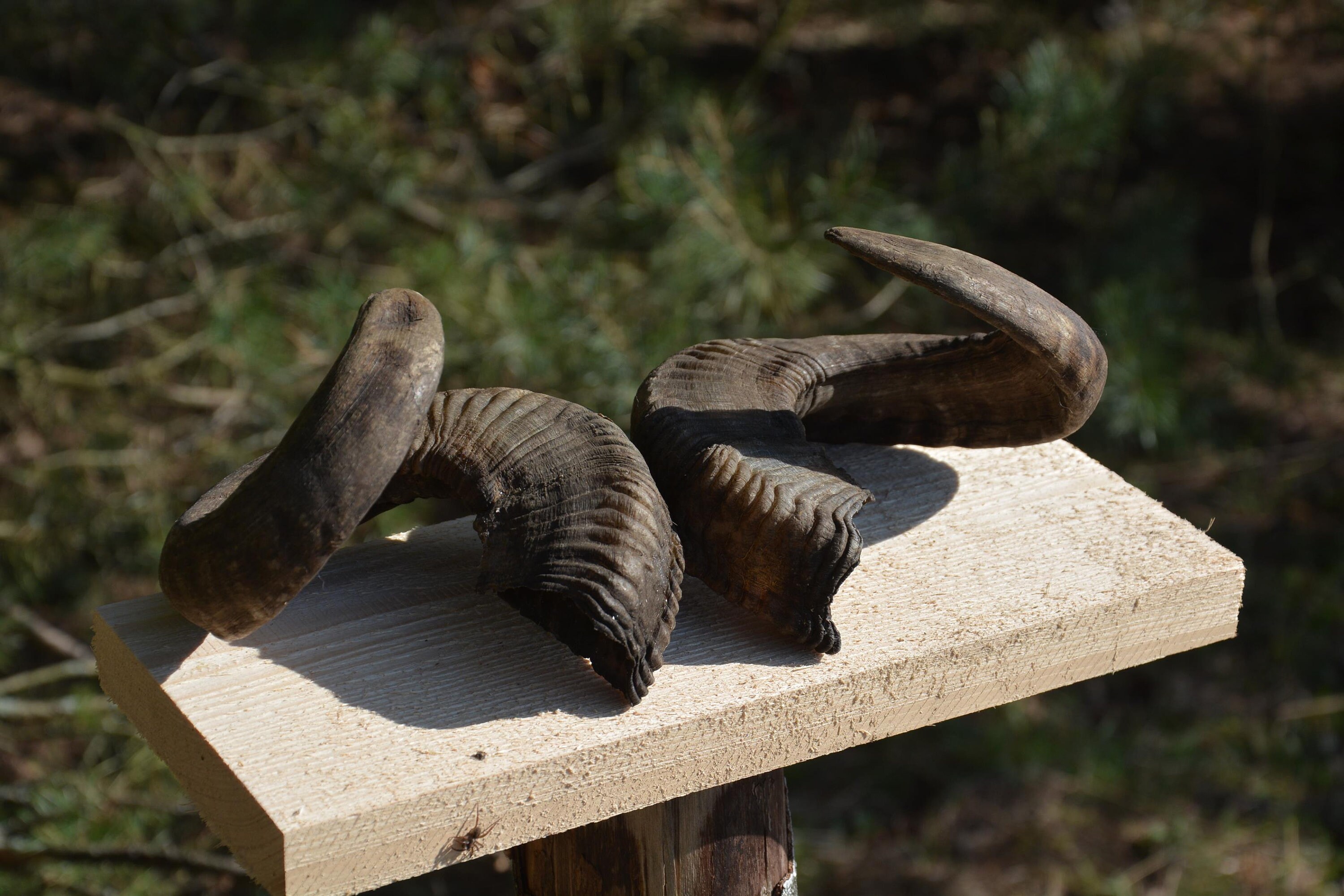 Pair of Ram Horns Real and Natural Horns Matching Set of Ram Horns ...