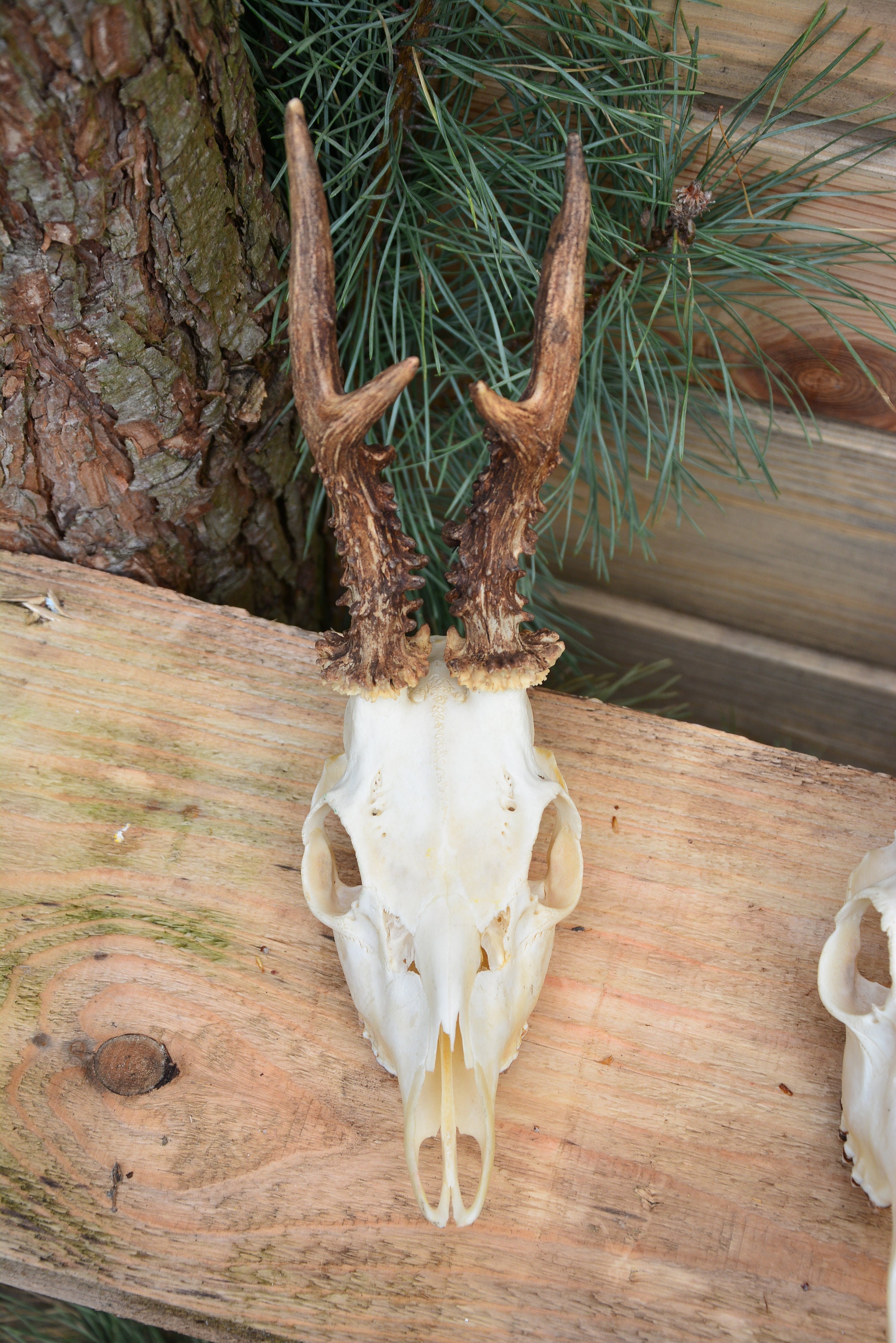 Roe Deer Skull: European Mount, Natural Home Decor - Etsy