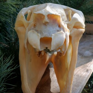 Horse Skull | Real Horse (equus Ferus Caballus) - Etsy