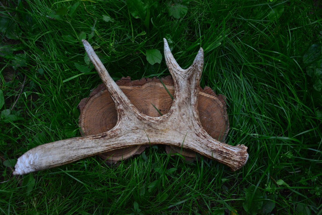 The found in the Forest Moose Shed Antler Natural Moose Paddle, Shed ...