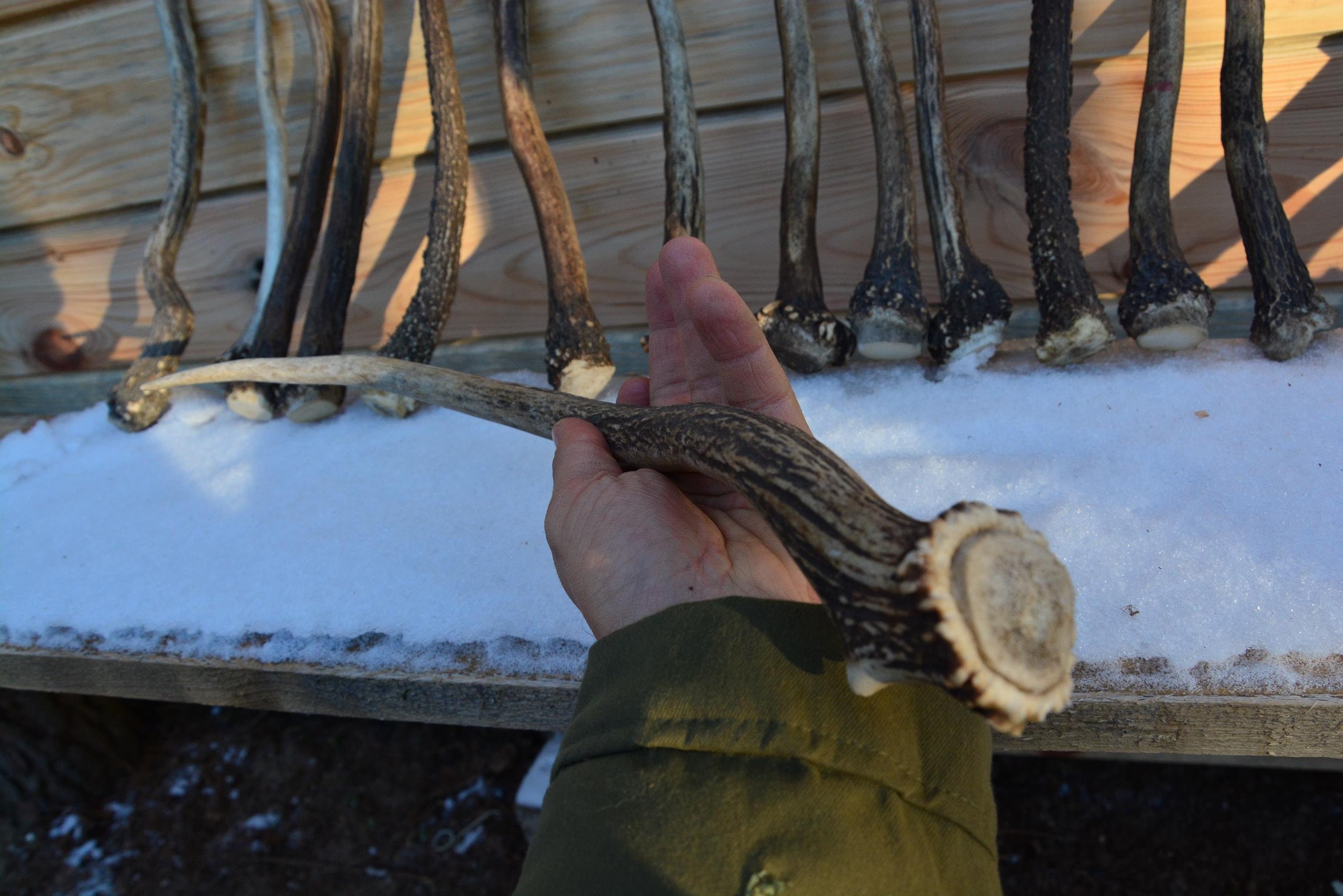 Random UNICORN HORN! (red Deer Single Point Antler) Cervus Elaphus ...