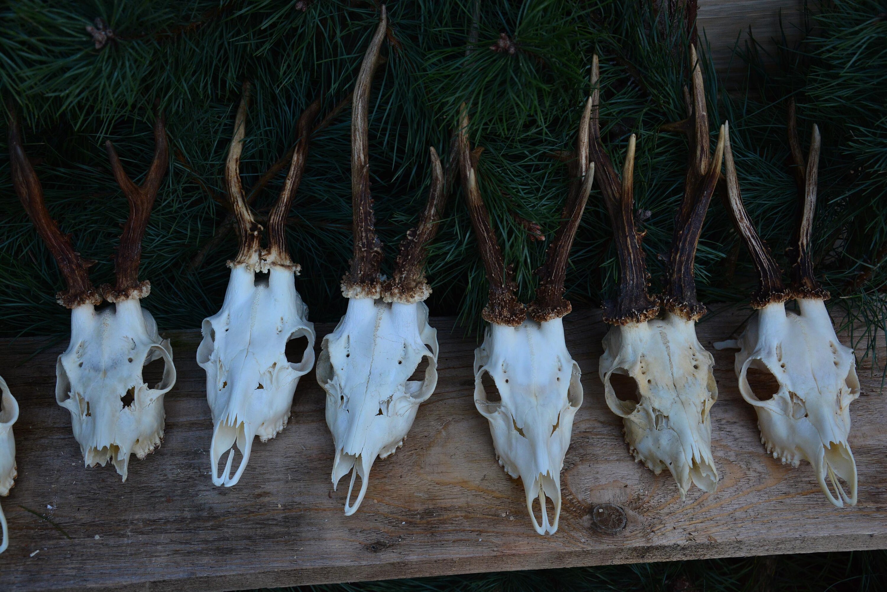 RANDOM Roe Deer FULL Skull European Roe Deer capreolus Capreolus Real ...