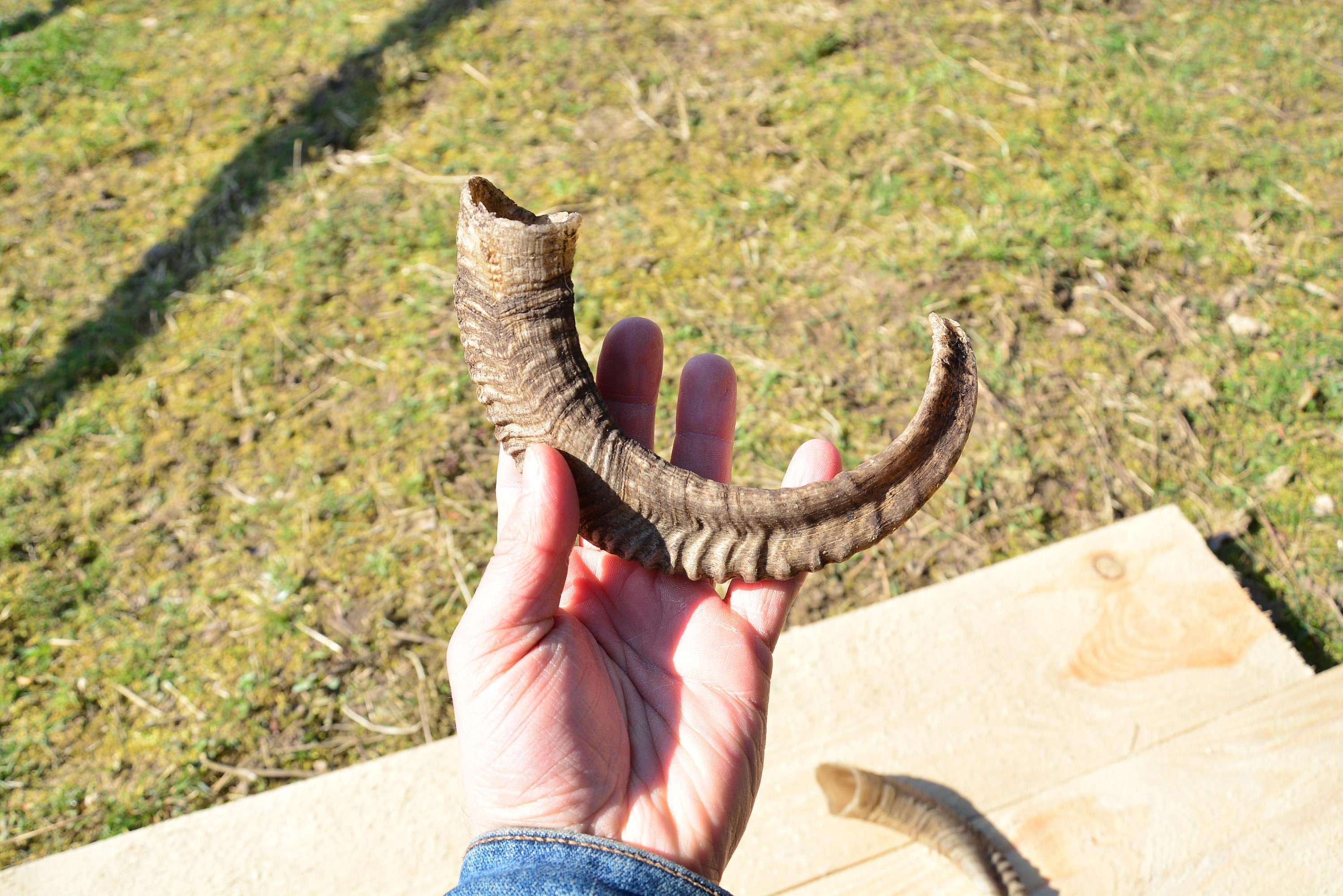 Pair of Ram Horns Real and Natural Horns Matching Set of Ram Horns ...